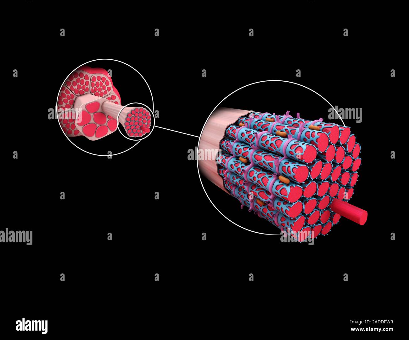Muscle structure, illustration. Muscles (top left) are formed of groups ...