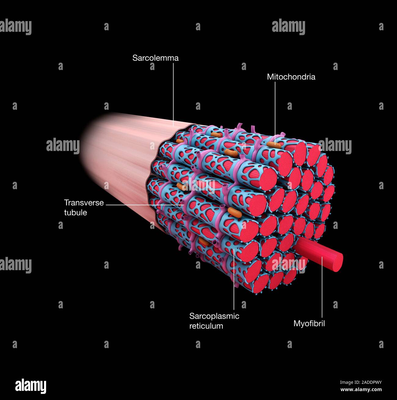 Muscle fibre structure, illustration. Muscles fibres (right) are formed ...