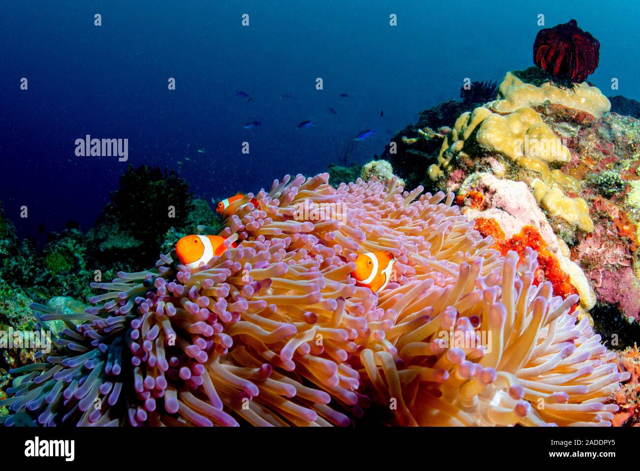 Clownfish (Amphiprion percula) breeding male and female, and non ...