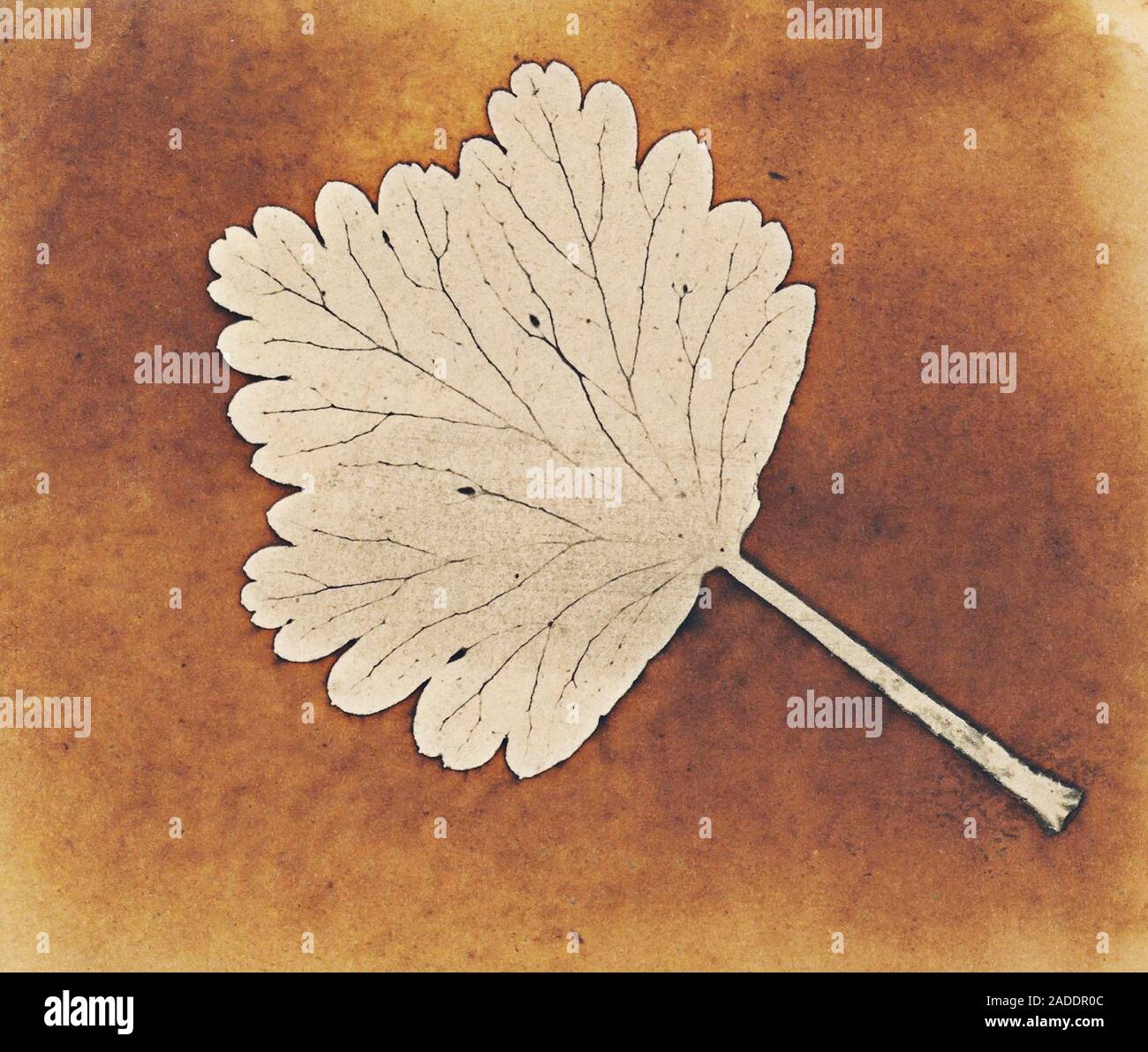 Leaf by Talbot. British physicist William Henry Fox Talbot (1800-1877 ...