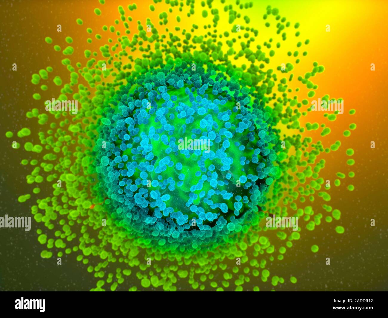 T cells fighting infection. Computer illustration showing T lymphocytes ...
