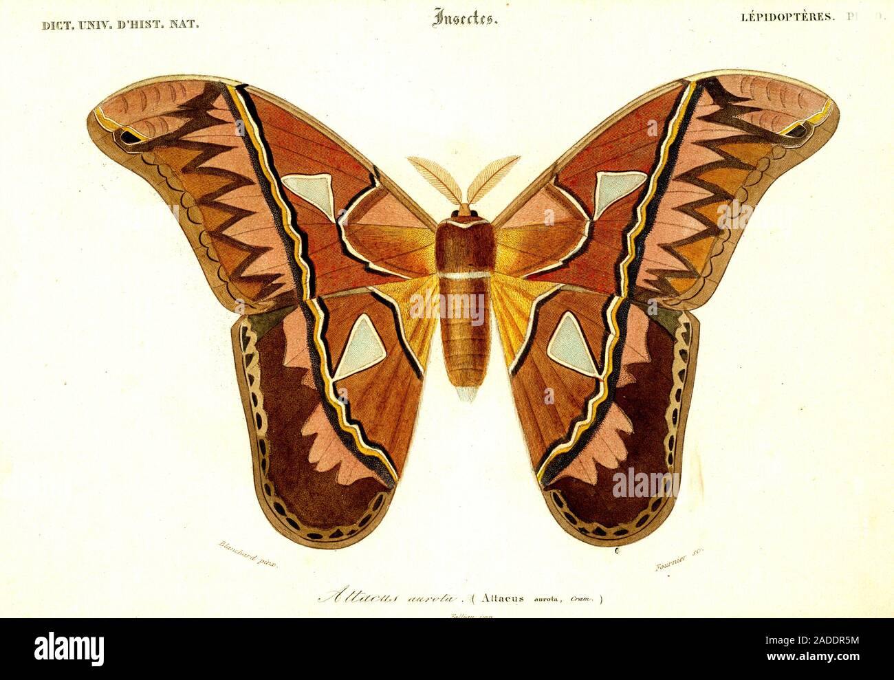Atlas moth (Attacus aurora). 1849 anatomical illustration of an atlas ...