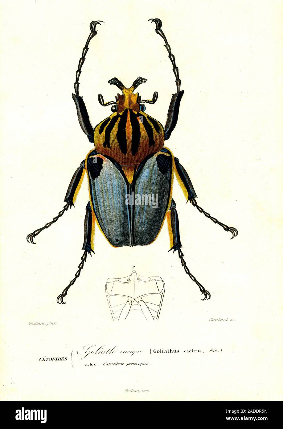 Goliath beetle (Goliathus cacicus). 1849 anatomical illustration of a goliath beetle. Goliath ...