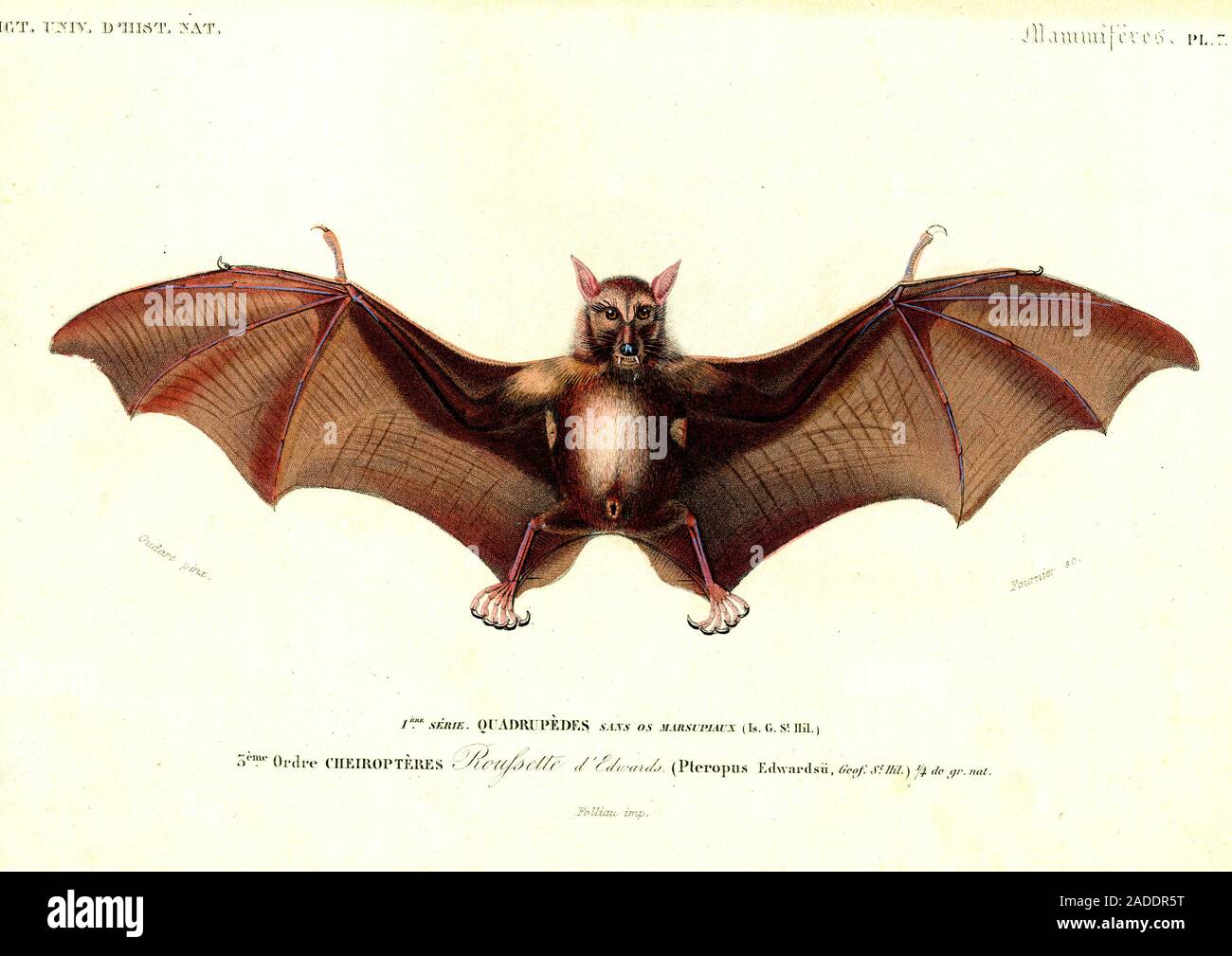 Fruit bat (Pteropus edwardsii). 1861 anatomical illustration of a fruit ...