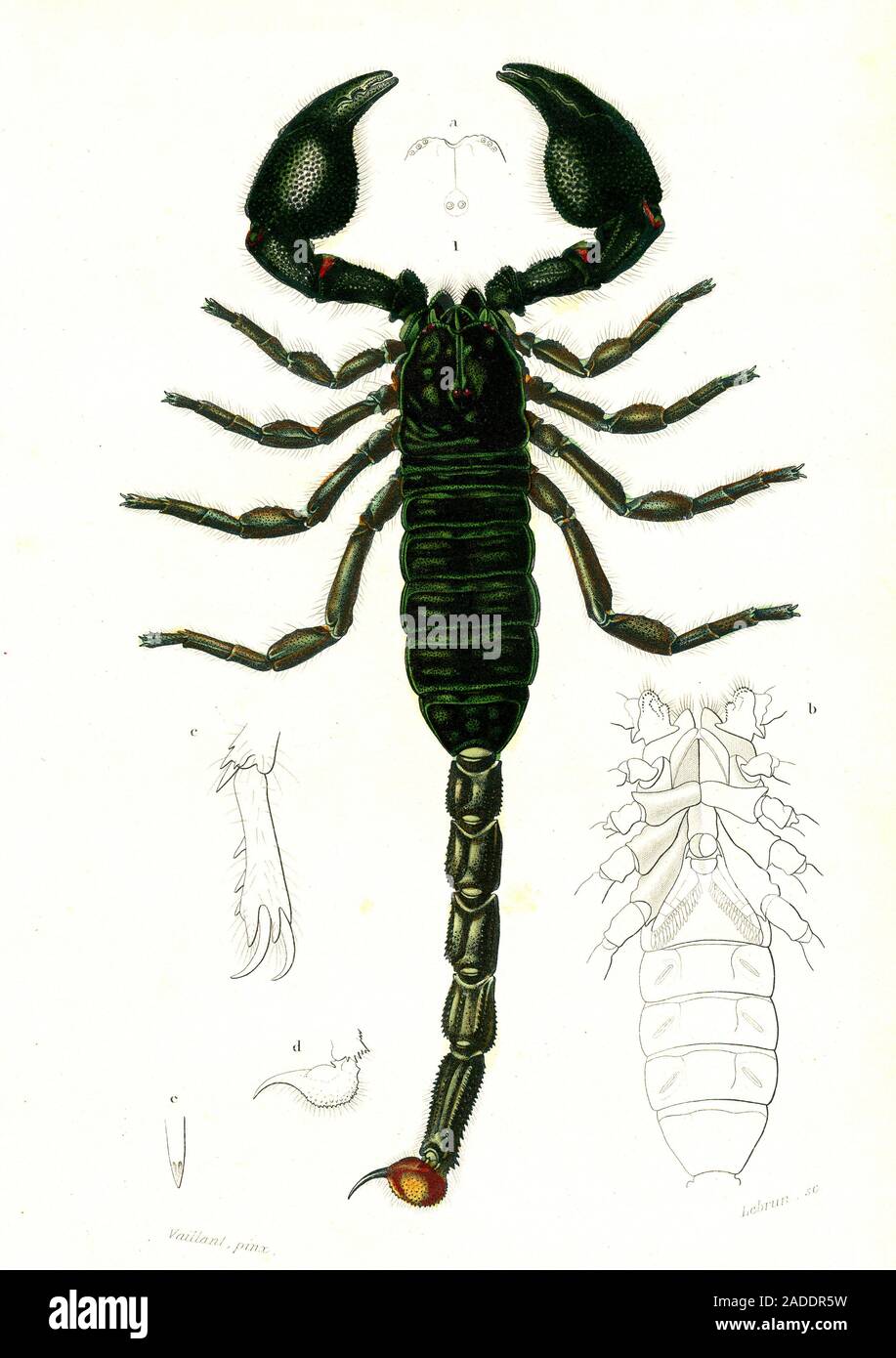 Scorpion (Scorpio afer). 1861 anatomical illustration of a scorpion ...