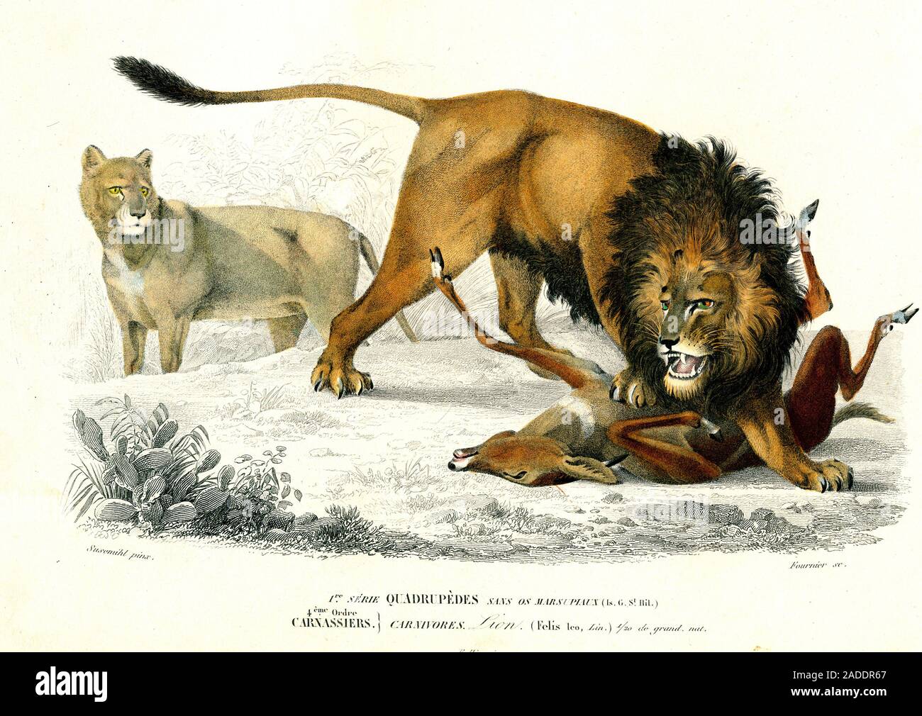 Lion. 1861 anatomical illustration of a lion and lioness (Felis leo ...