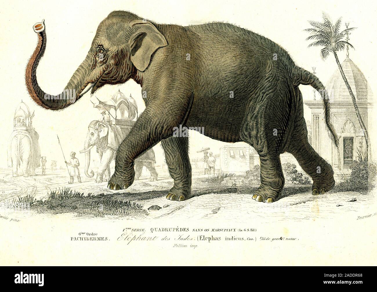 Indian elephant. 1849 anatomical illustration of an Indian elephant ...