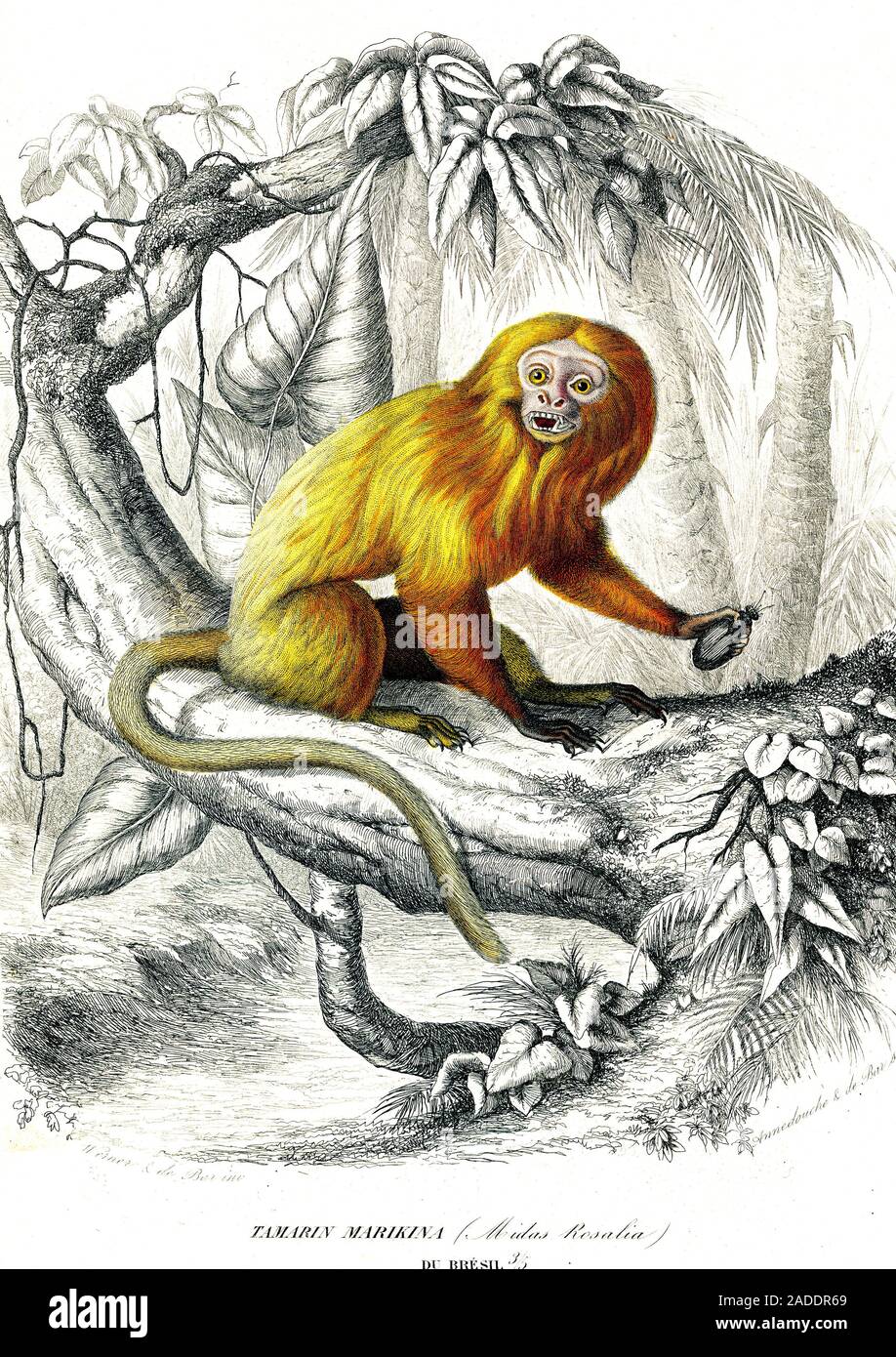 Lion tamarin (Tamarin marikina). 1854 anatomical illustration of a lion ...