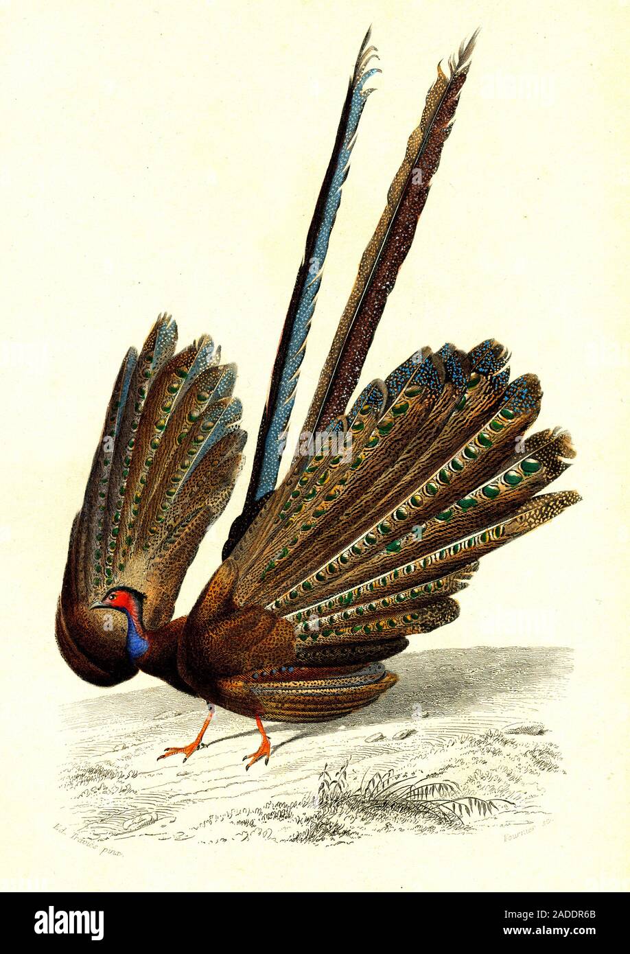 Great argus (Argusianus argus). 1861 anatomical illustration of a great ...