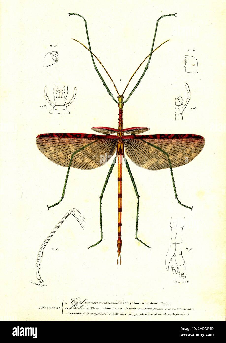 Stick insect (Cyphocrana titan). 1849 anatomical illustration of a ...