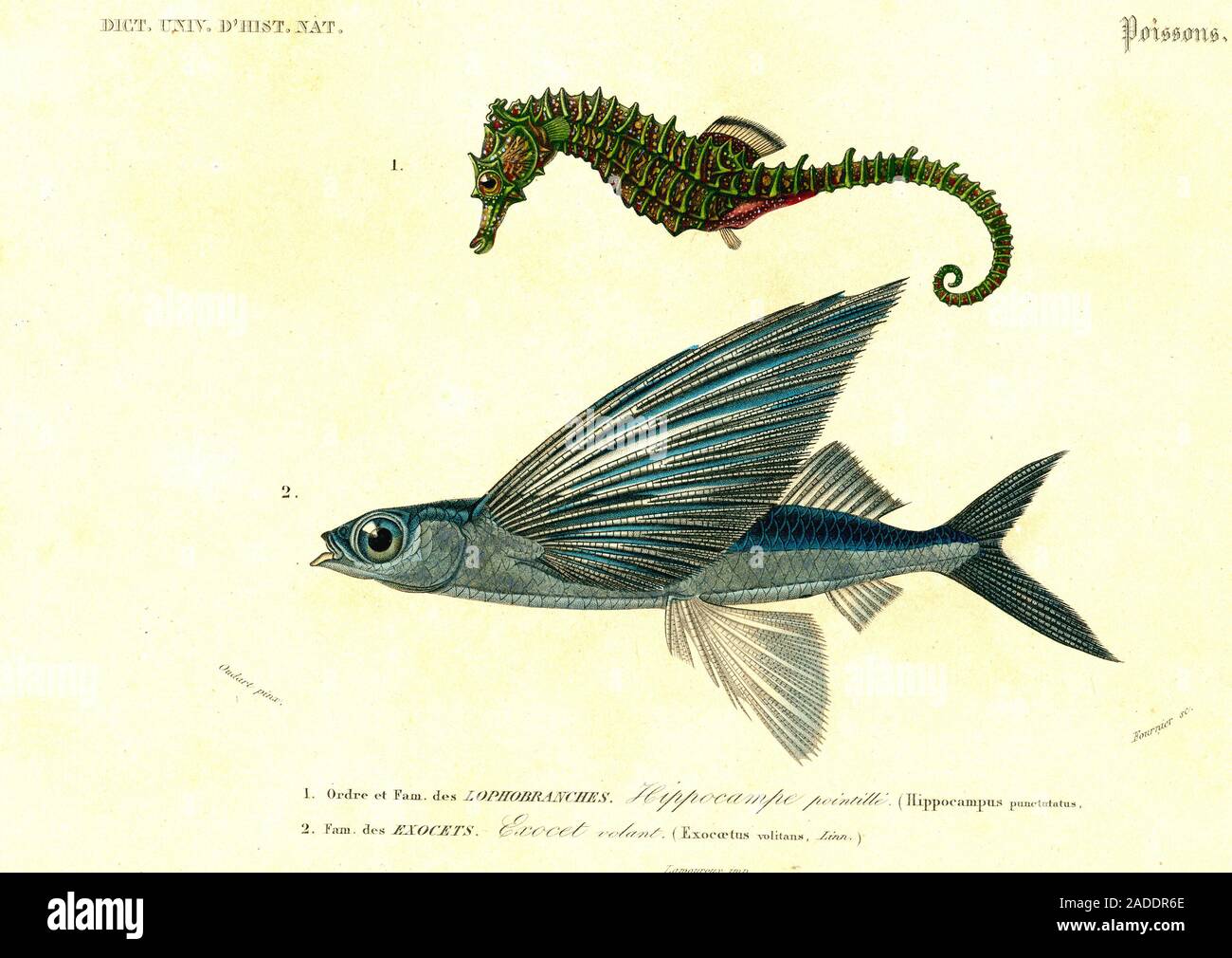 Seahorse and flying fish. 1849 anatomical illustration of a seahorse ...
