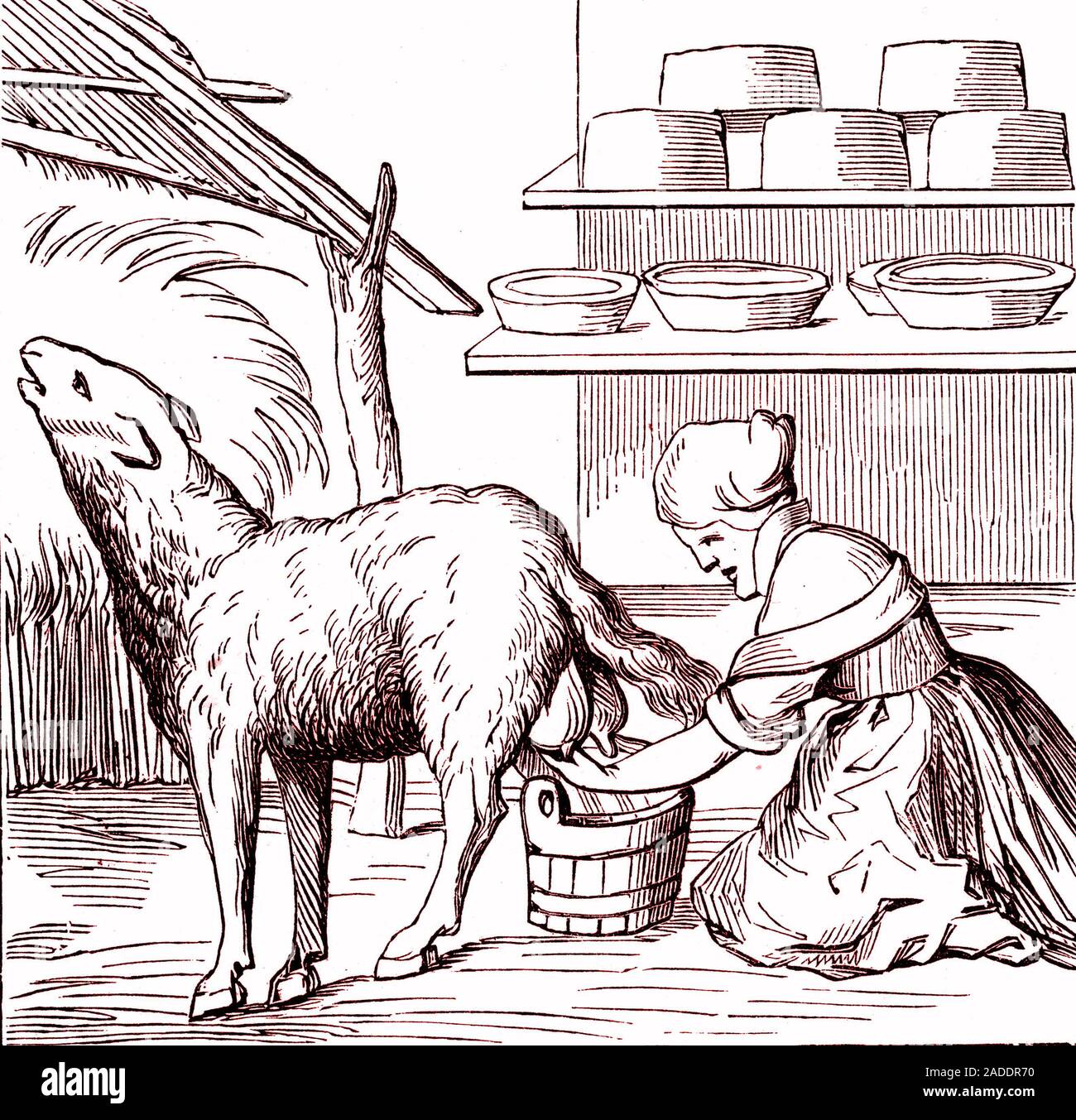 16th Century cheesemaker. 1878 illustration of a woman collecting sheep ...