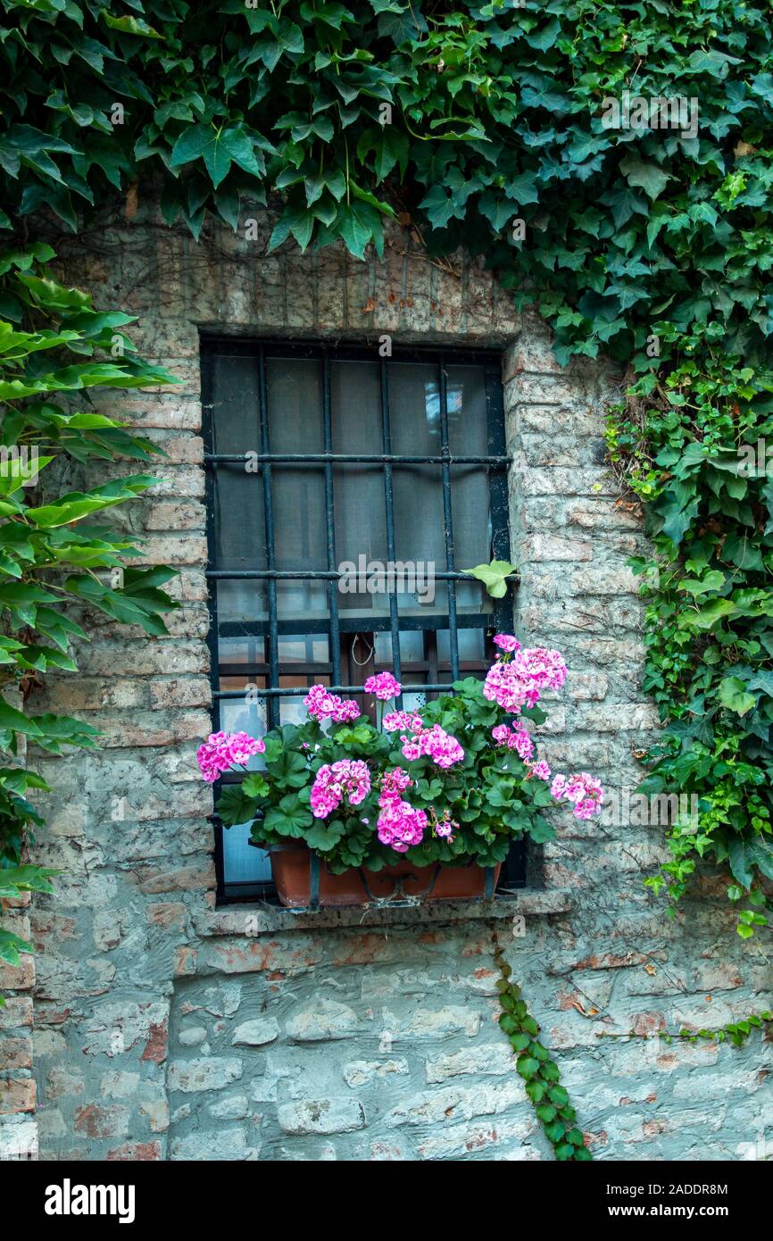 Window with flower. Window decorated with Geranium flowers. Window with ...