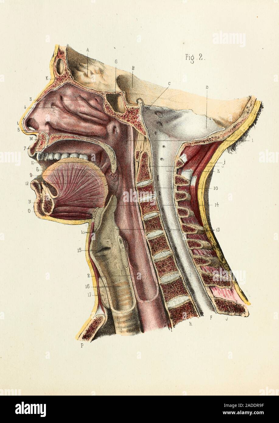 Mouth and neck anatomy, 1866 illustration. This midline dissection ...
