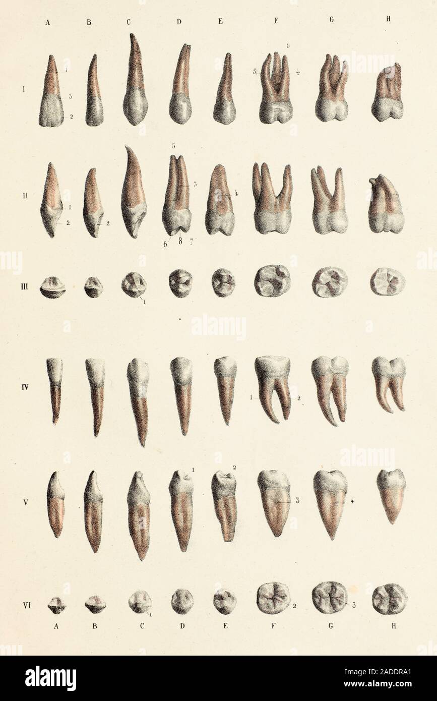 Human tooth anatomy, 1866 illustration. In humans, the dental ...