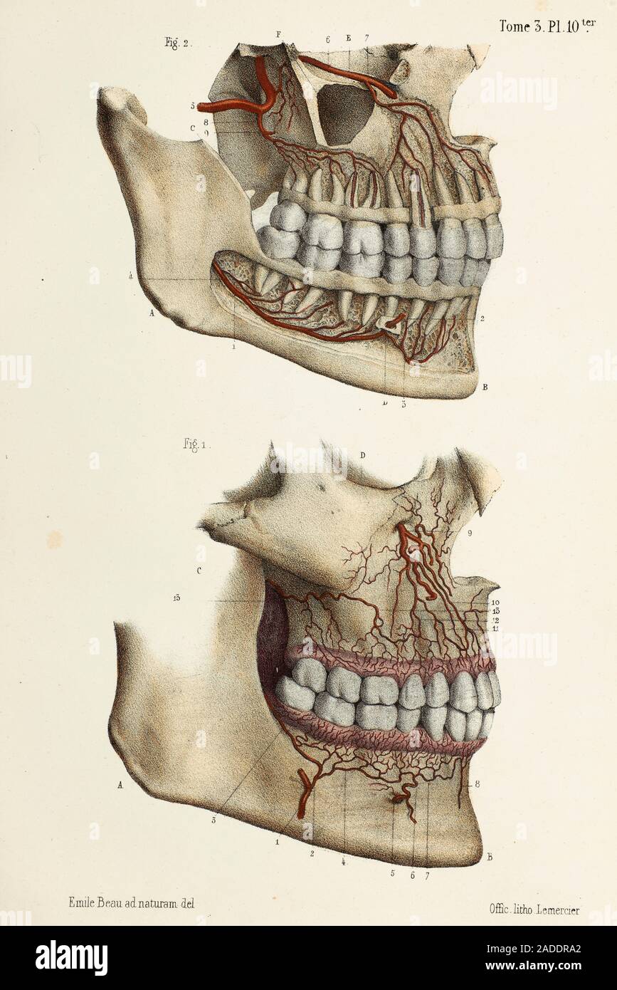 Teeth and gum artery anatomy, 1866 illustration. The arterial blood ...