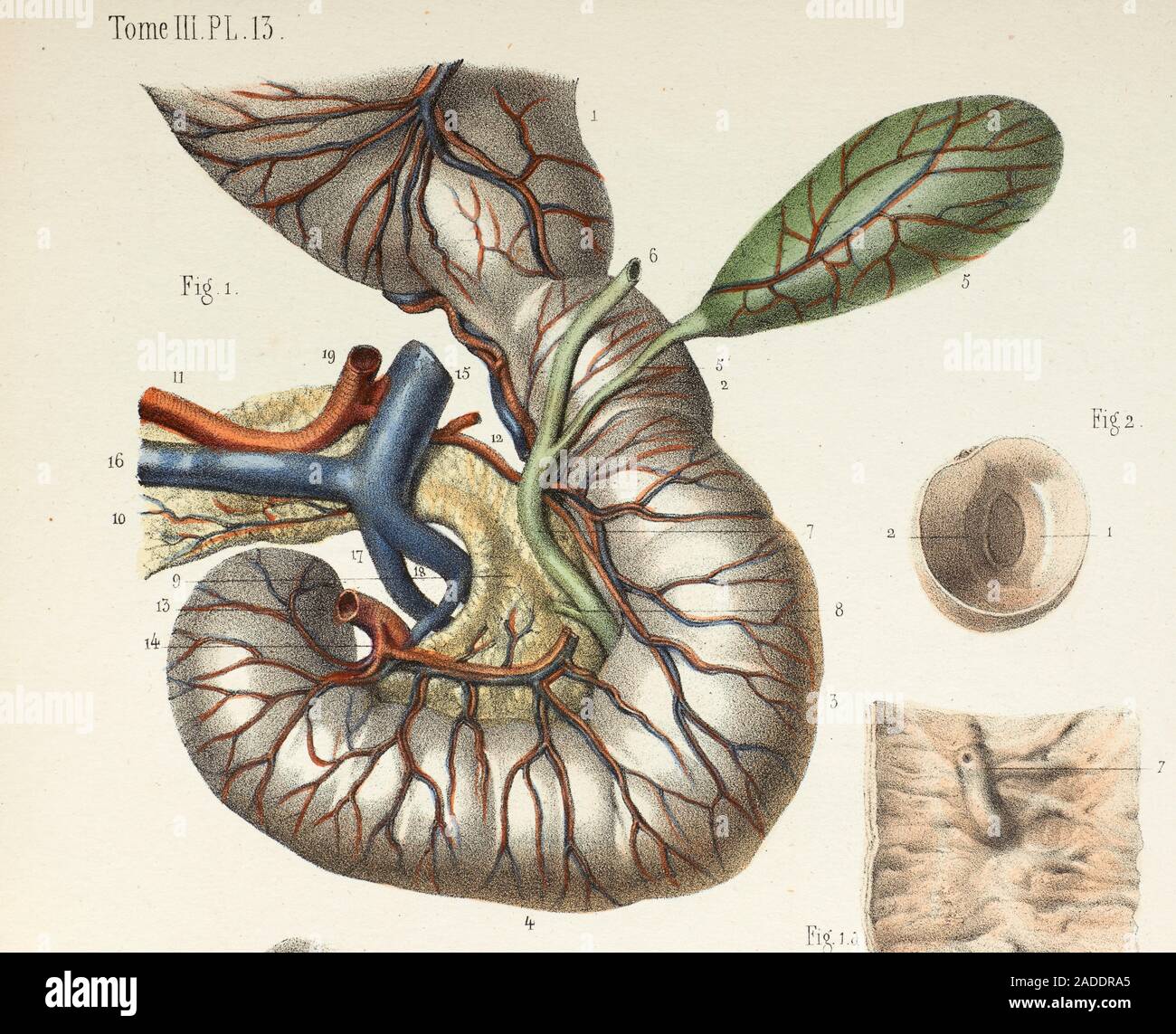 Duodenum, 1866 illustration. The duodenum (the first part of the small ...