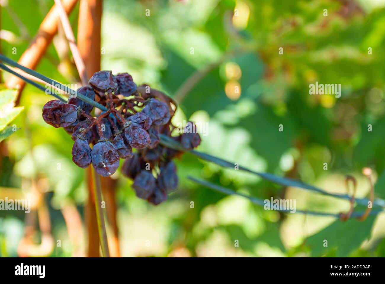 Dried grape on the vine. Dried grapes on the vine stock. Cluster of ...
