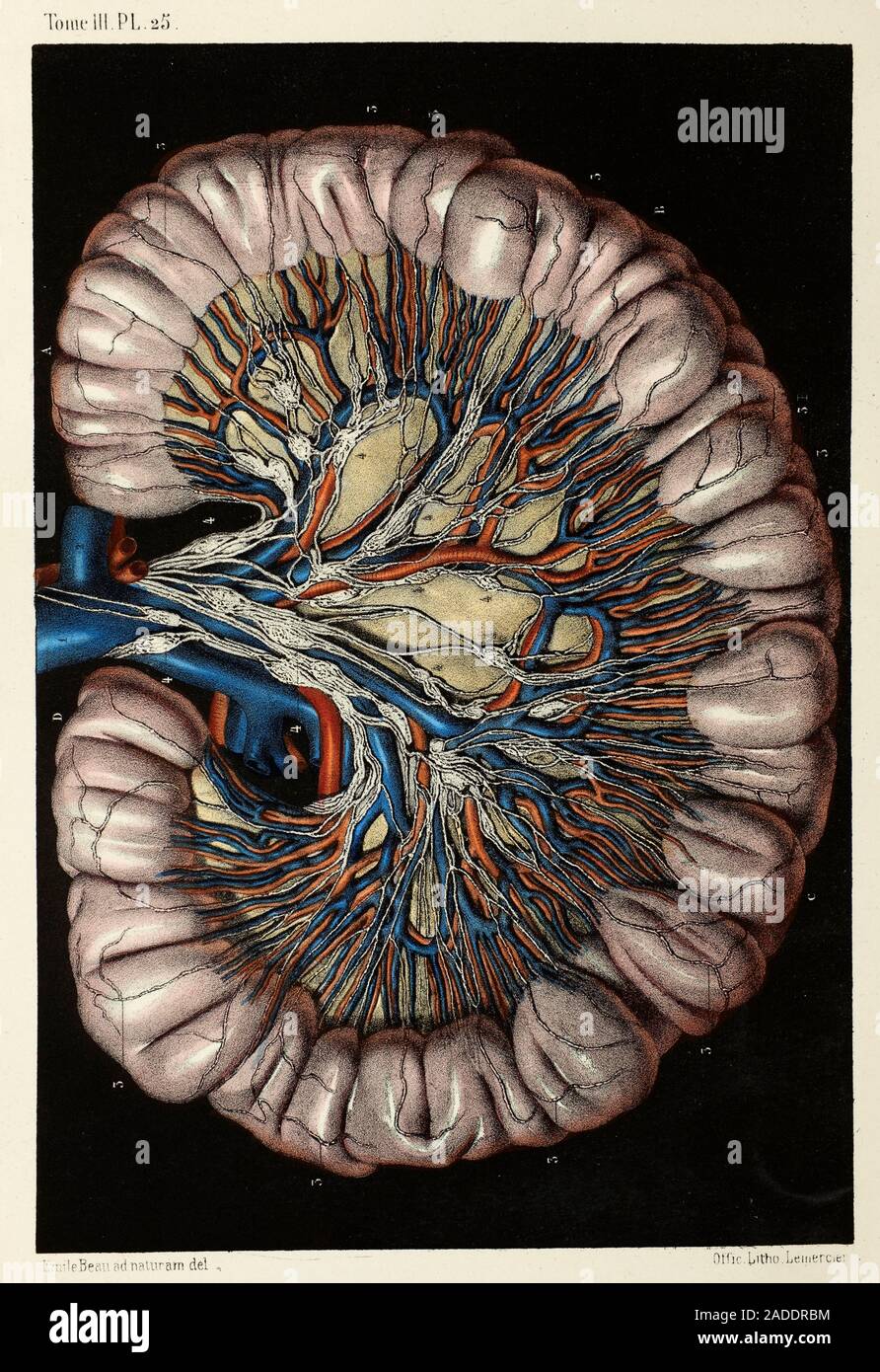 Intestinal lymph vessel anatomy, 1866 illustration. Arteries (red ...
