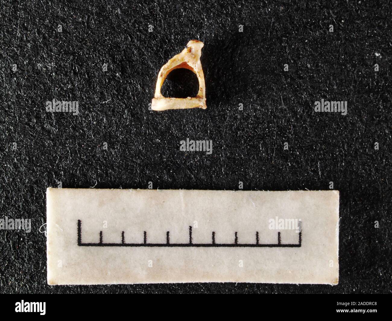 Fossil ear bone from Sima de los Huesos, Atapuerca. This stirrup bone ...