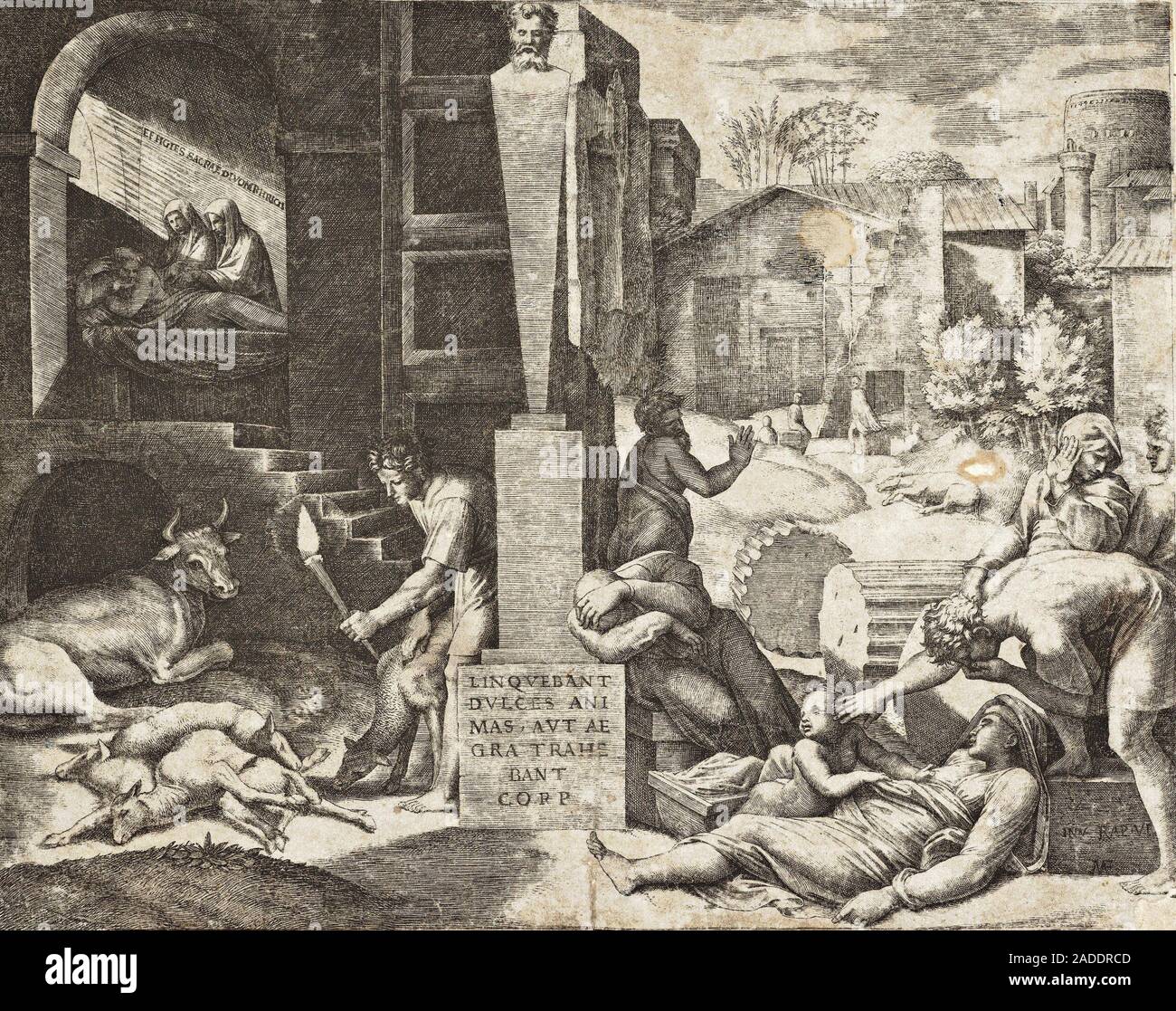 Plague victims, 16th-century illustration. Dead and dying livestock and ...