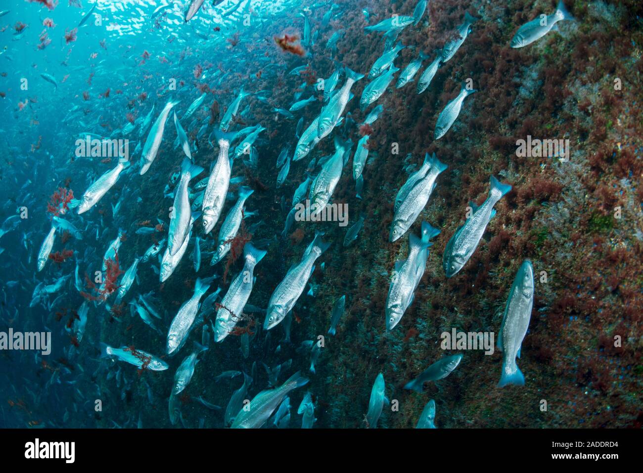 Mediterranean fish farm. Fish swimming in a fish farm in the sea. The ...