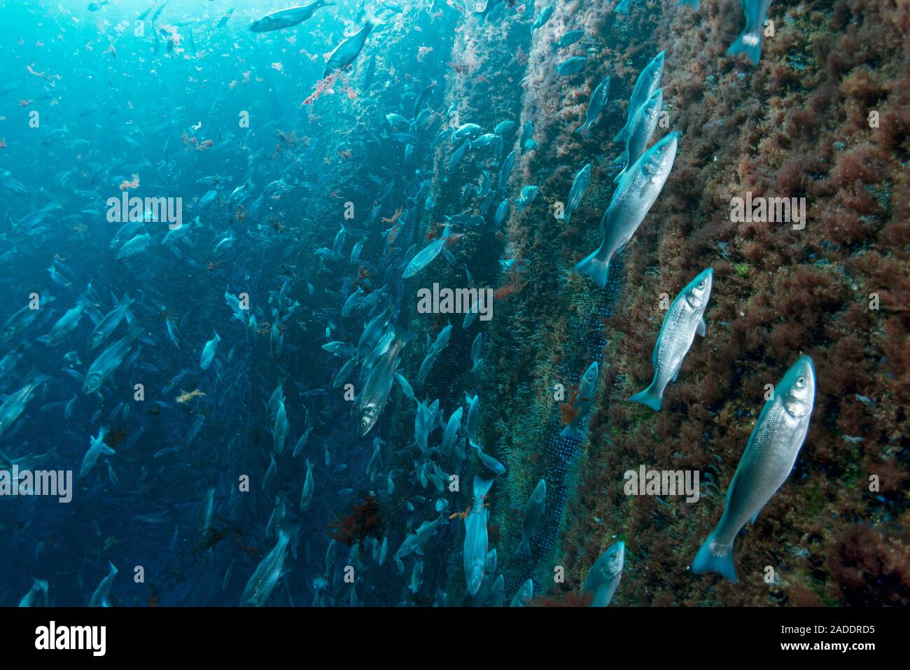 Mediterranean fish farm. Fish swimming in a fish farm in the sea. The ...