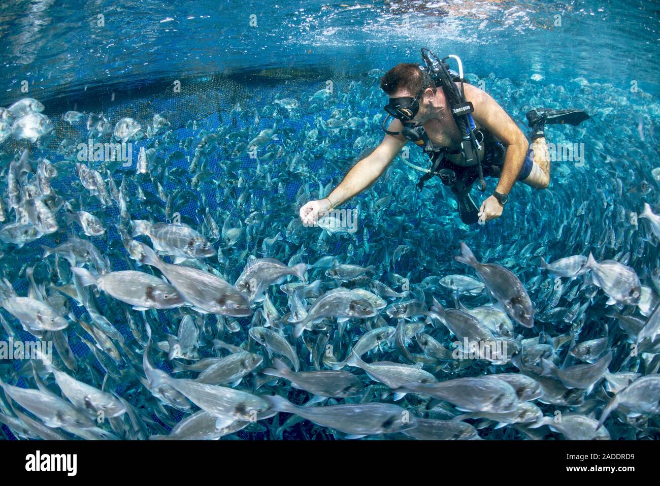 Mediterranean fish farm. Diver tending to fish in a large net on a fish ...