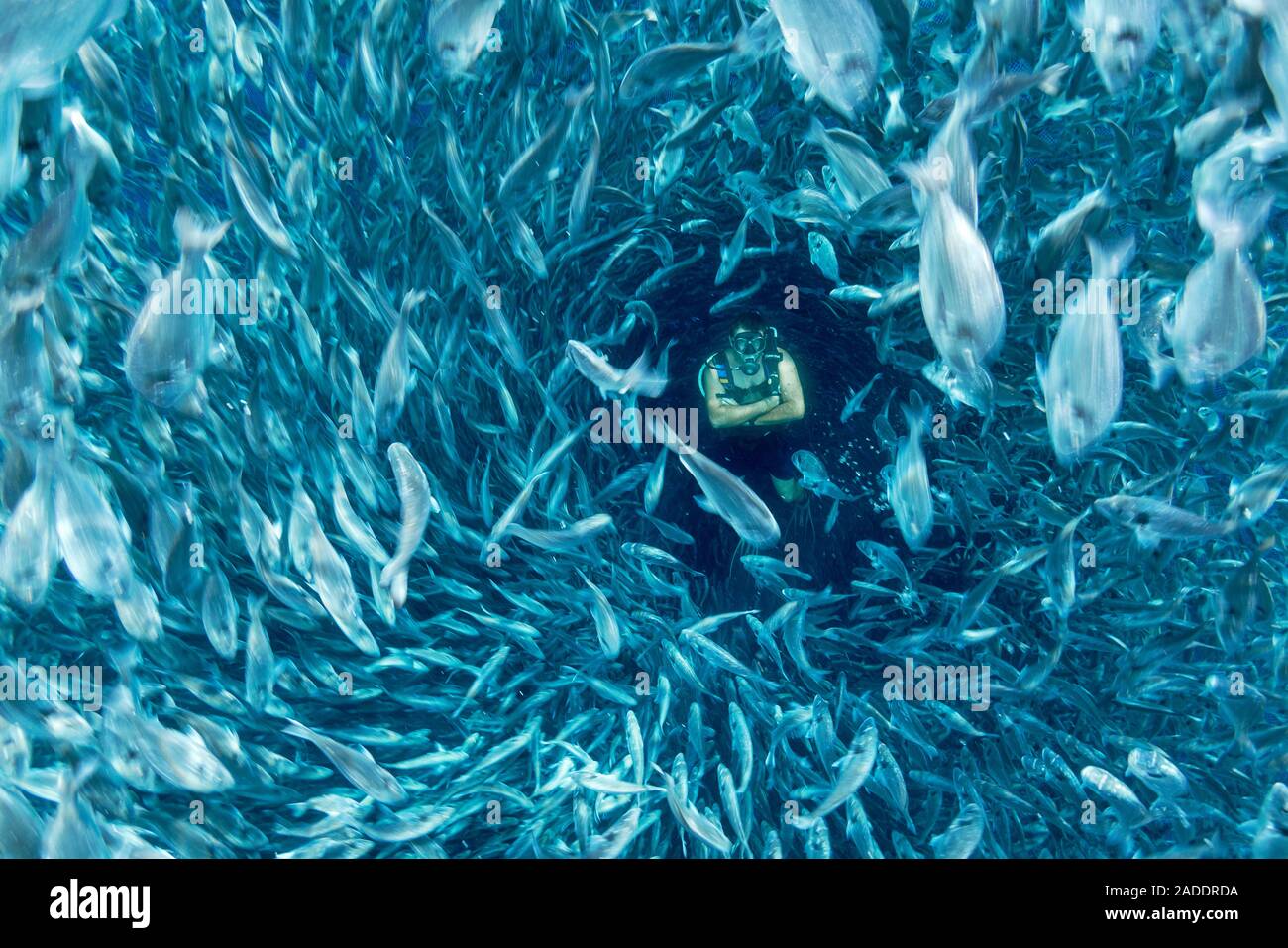 Mediterranean fish farm. Diver swimming among fish in a large net on a ...