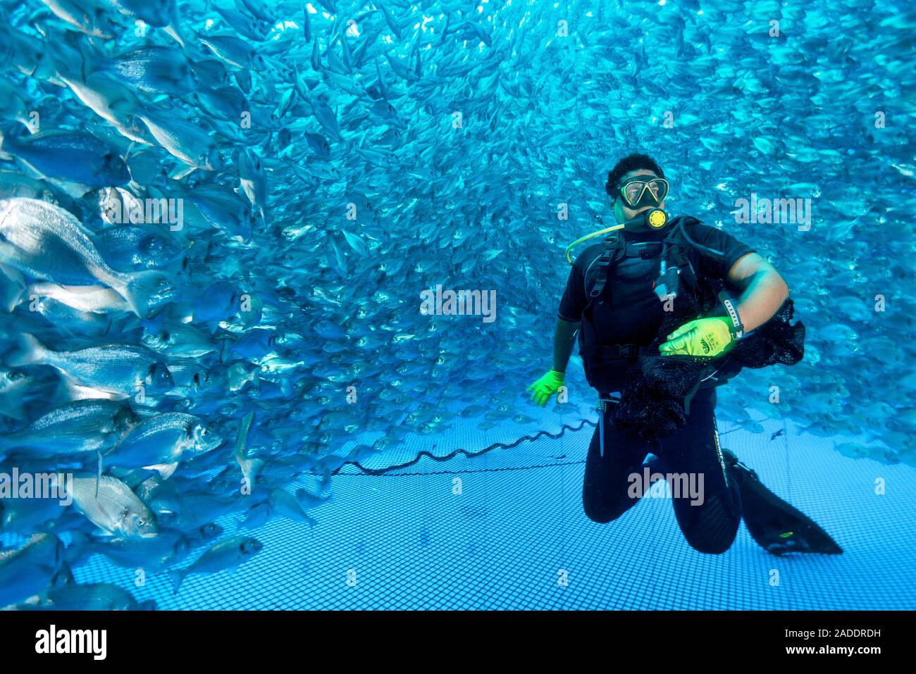 Mediterranean fish farm. Diver in a large net being used to rear fish ...