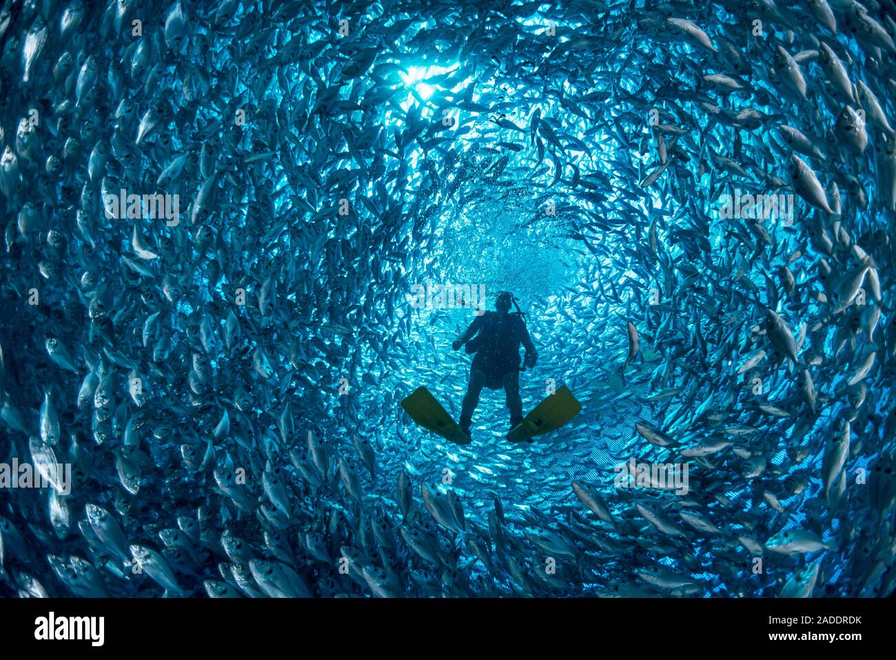 Mediterranean fish farm. Diver swimming among fish being reared on a ...