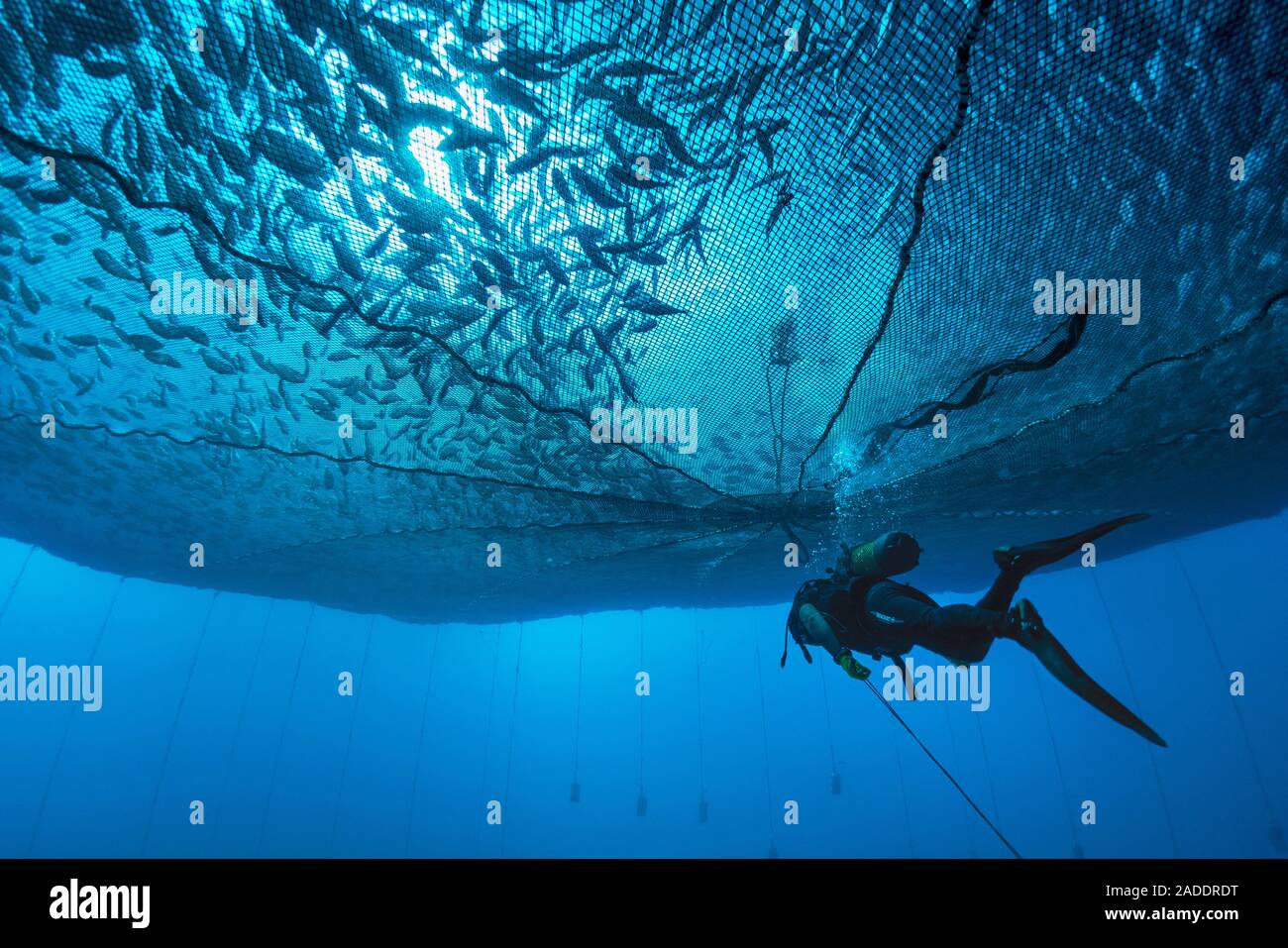 Mediterranean fish farm Diver by a large net being used to rear fish on ...