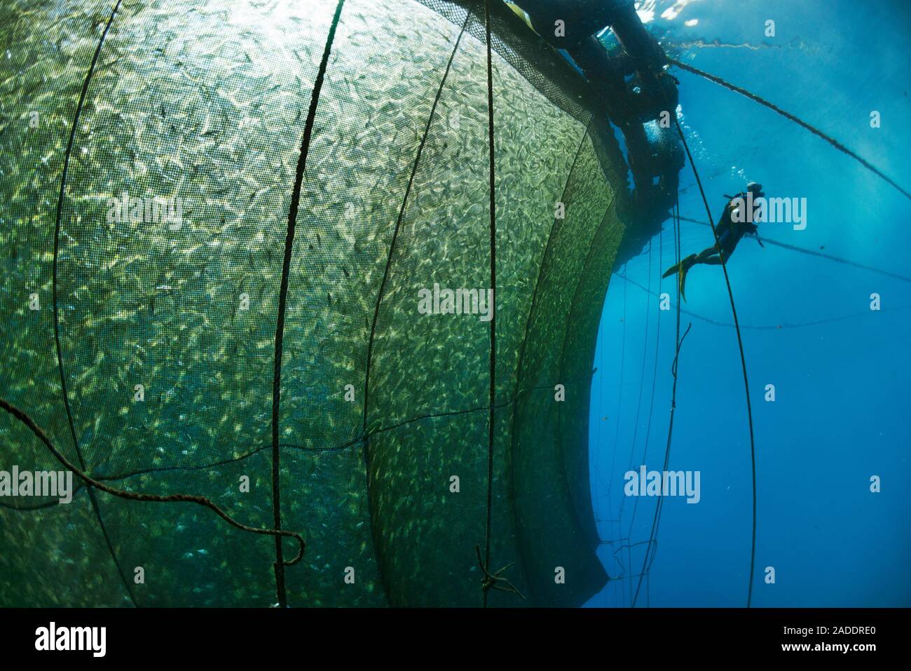 Mediterranean fish farm. Diver by a large net being used to rear fish ...