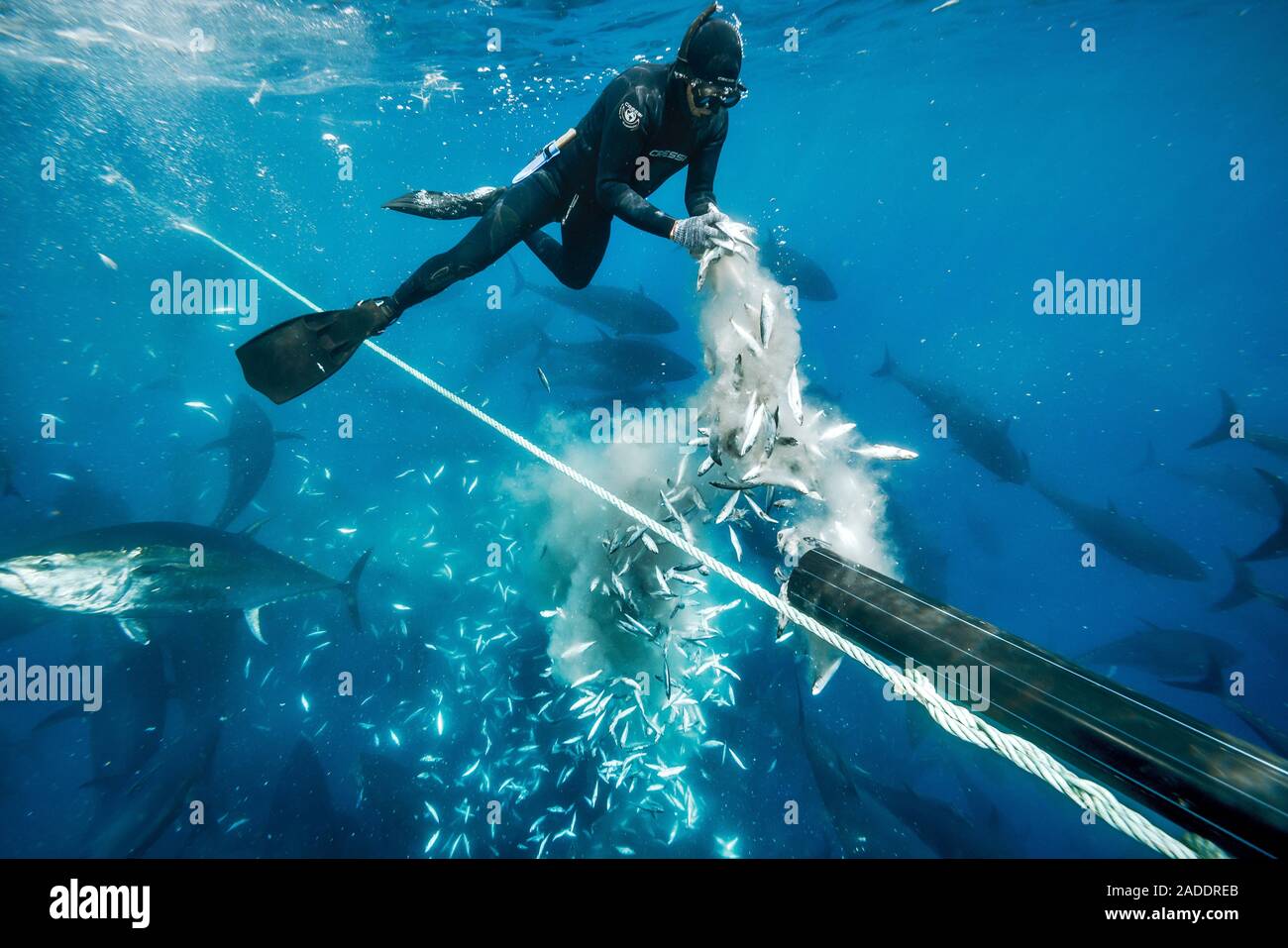 Atlantic Bluefin Tuna Feeding