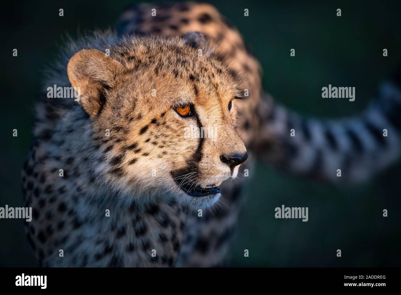 Cheetah (Acinonyx jubatus) in late afternoon light, Munyawana ...