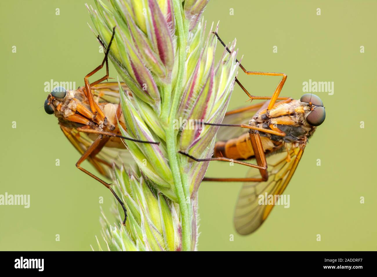 A frontal view of a pair of mating snipe flies (Rhagio tringarius ...