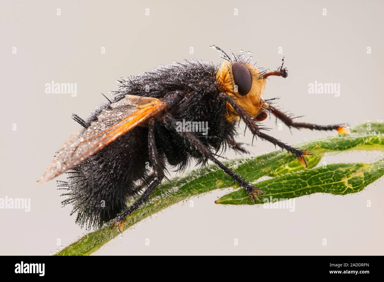 A lateral view of one of the largest species of tachinid flies. Tachina ...