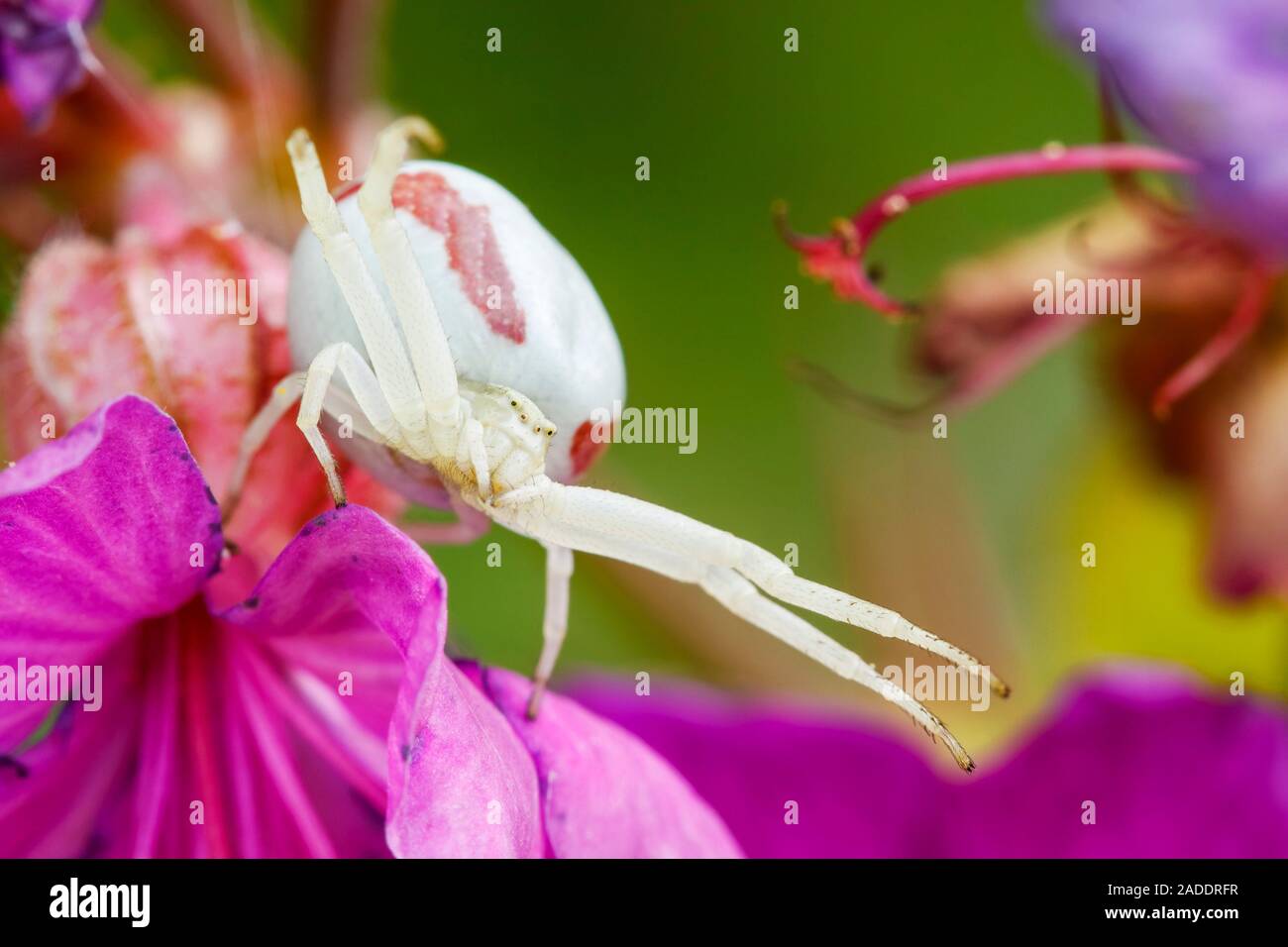 Goldenrod crab spider (Misumena vatia) on flower. These spiders are ...