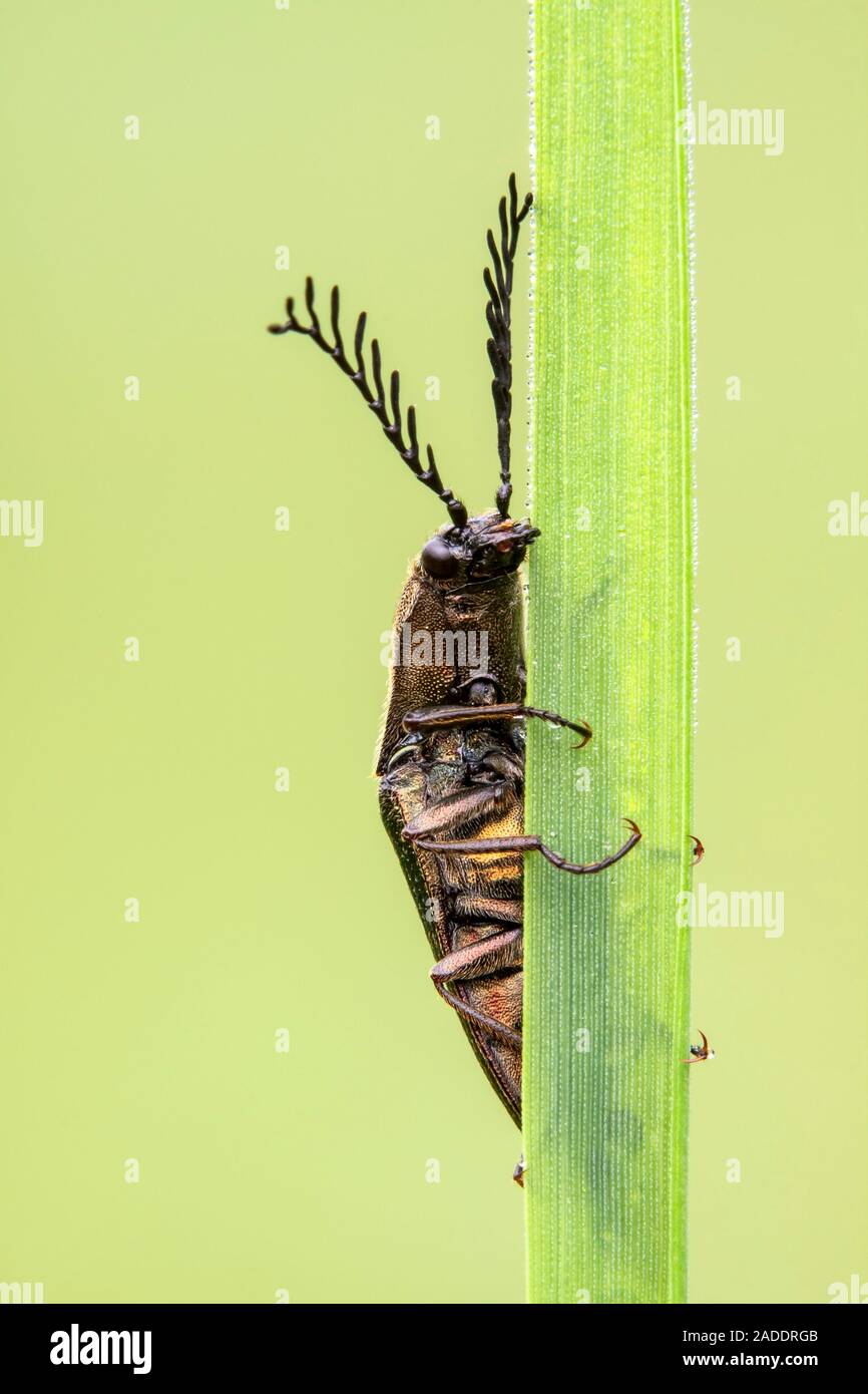 A frontal view of metallic green click beetle (Ctenicera pectinicornis ...