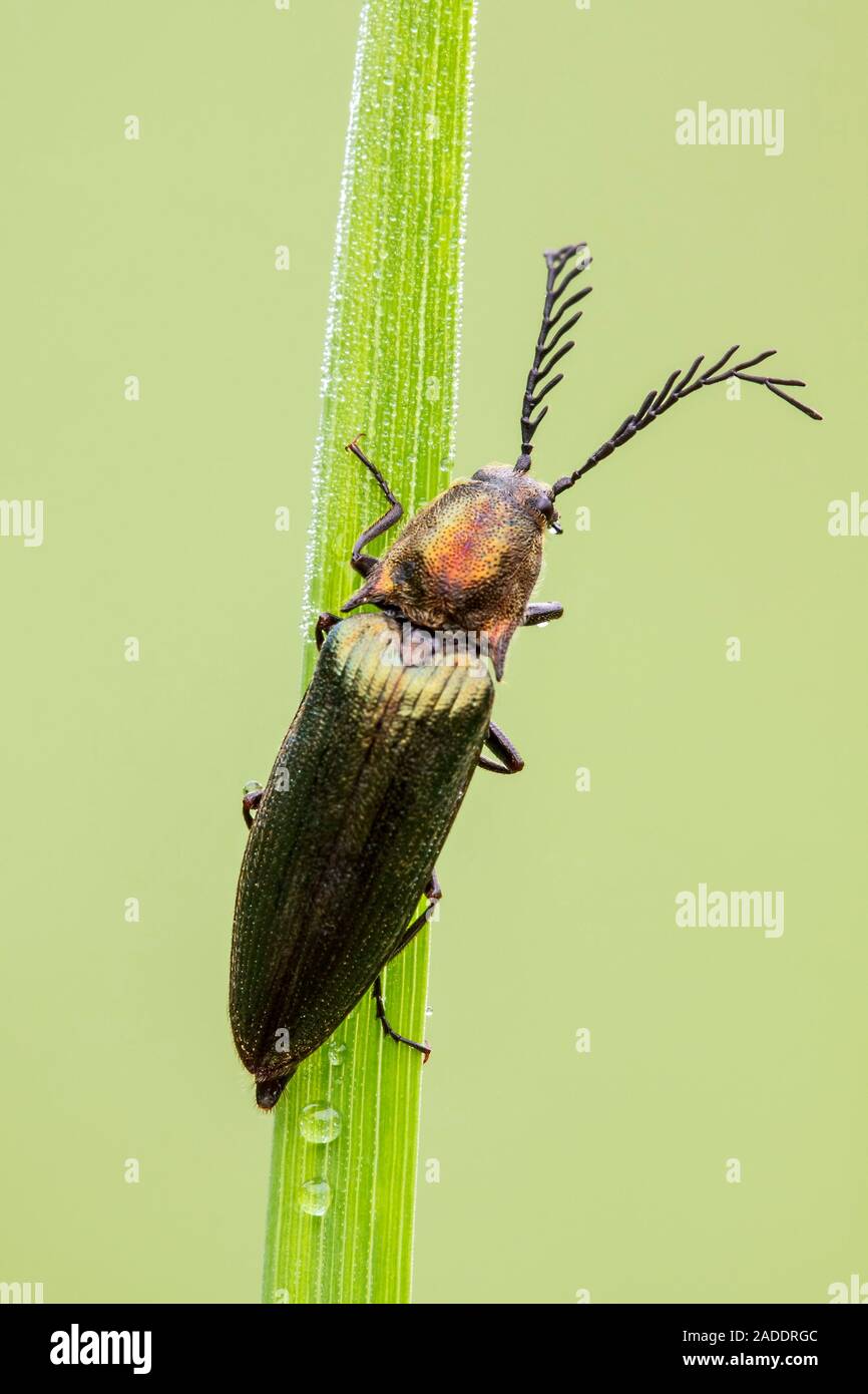 A rear view of metallic green click beetle (Ctenicera pectinicornis ...