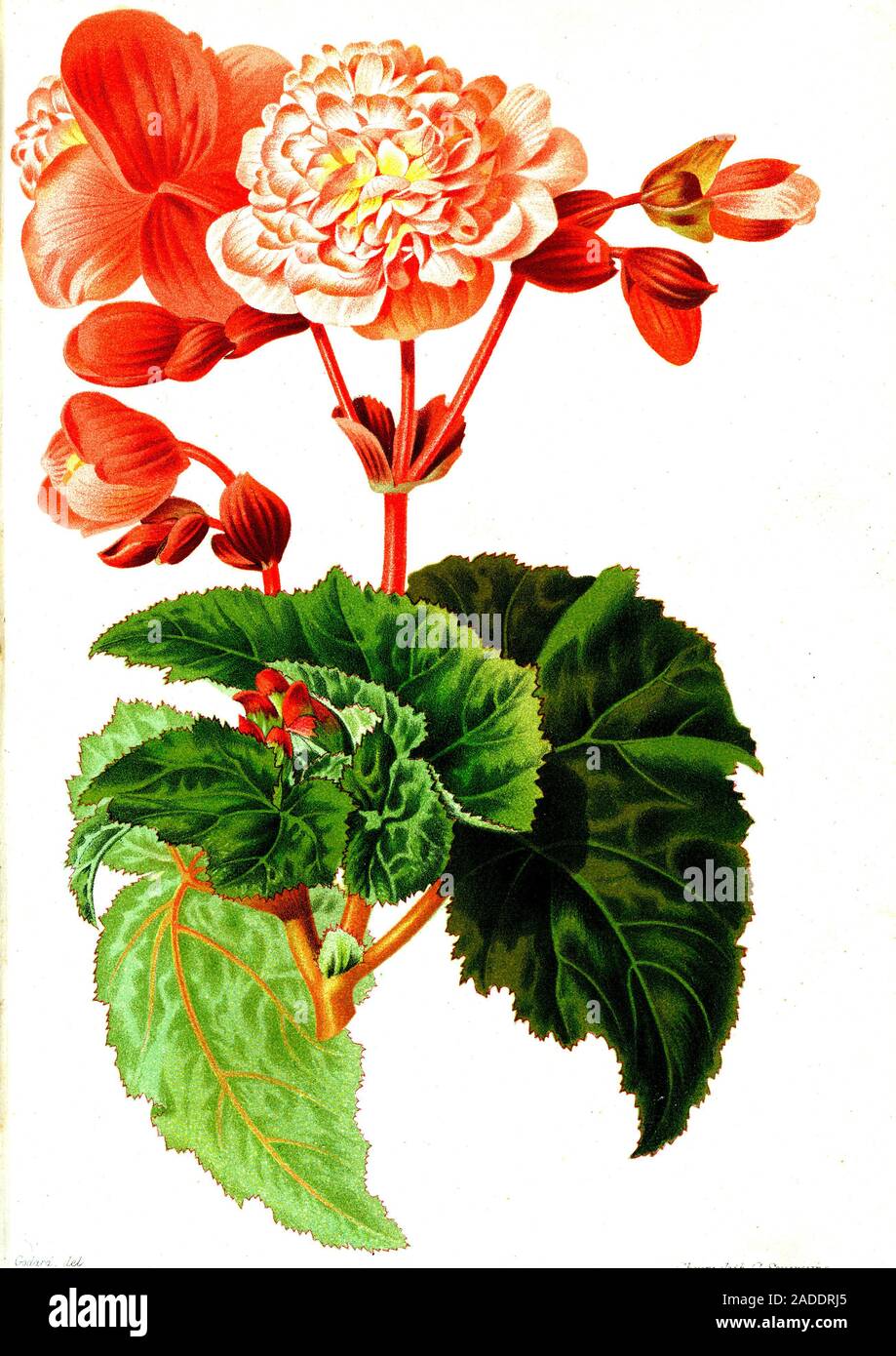 Begonia 'Mr Laing', 19th-century illustration. This artwork was ...