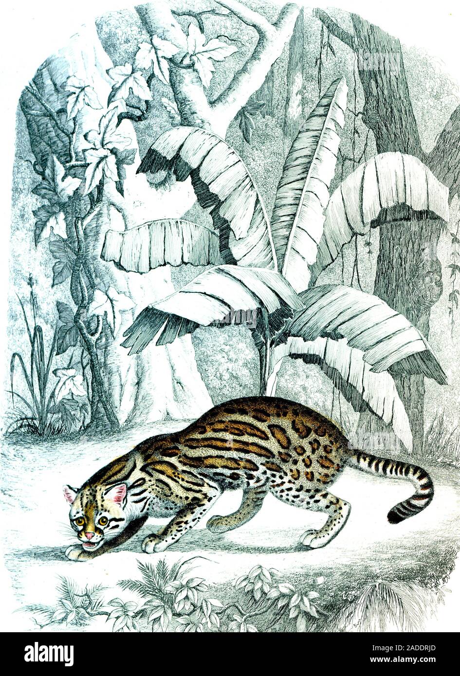 Ocelot (Leopardus pardalis), 19th-century illustration. This ocelot is ...