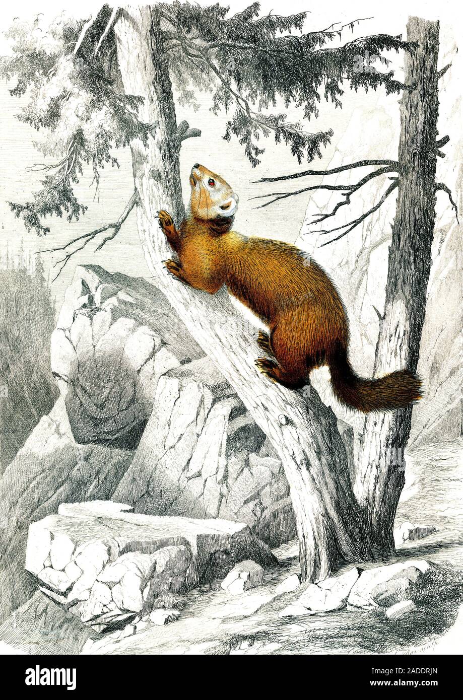 Sable (Martes zibellina), 19th-century illustration. This animal is a ...