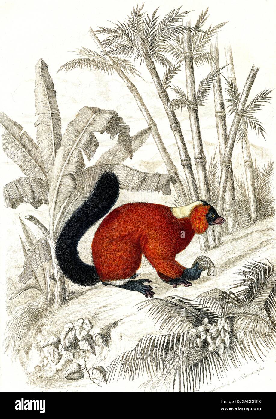 Red ruffed lemur (Varecia rubra), 19th-century illustration. This lemur ...
