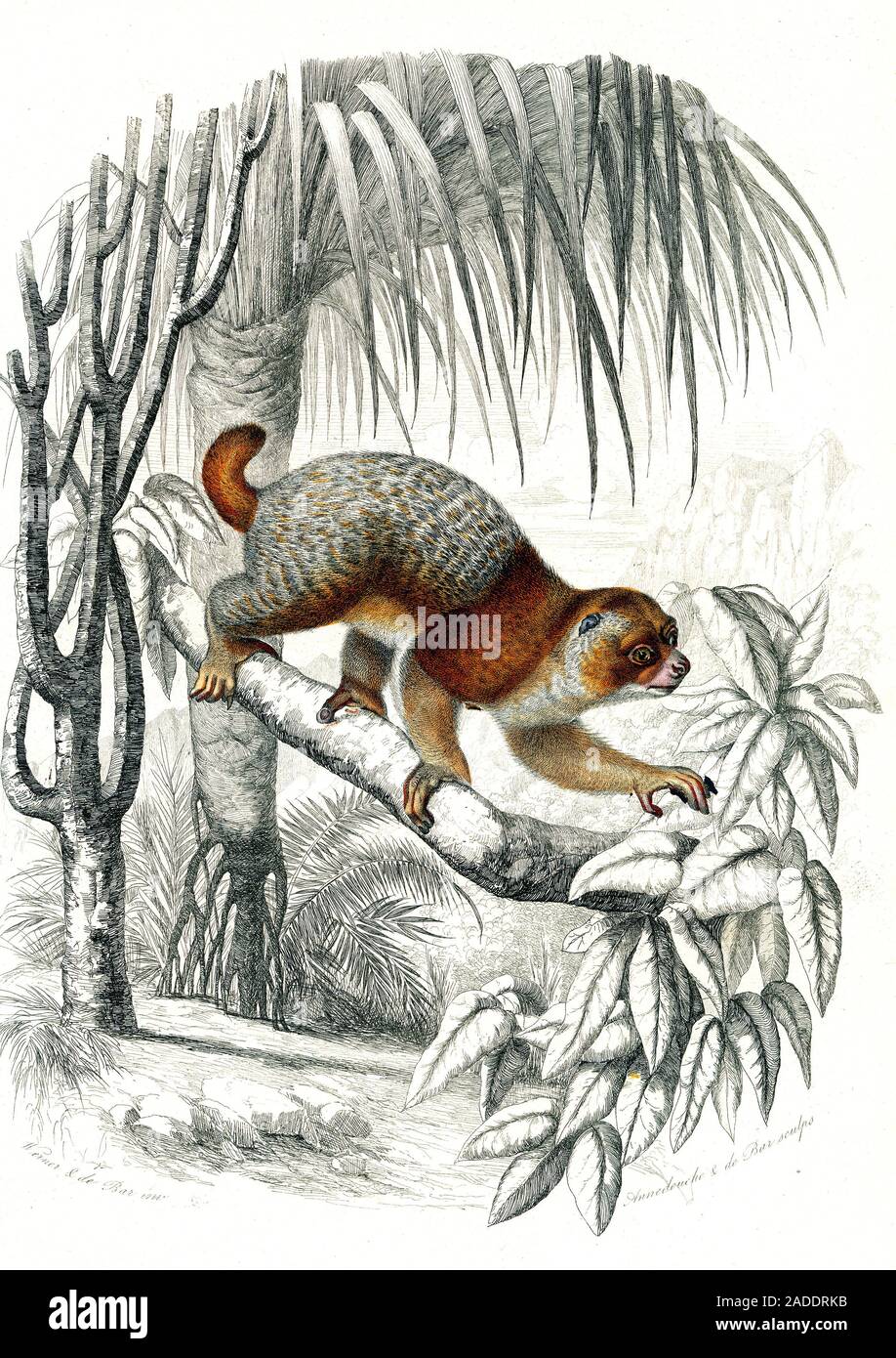 Potto (Perodicticus potto), 19th-century illustration. This ...