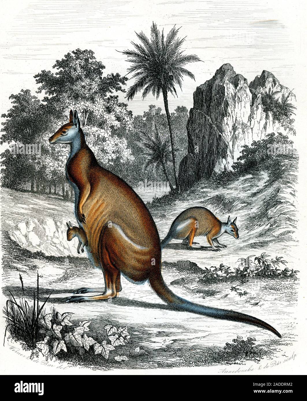 Black-striped wallaby (Macropus dorsalis), 19th-century illustration ...