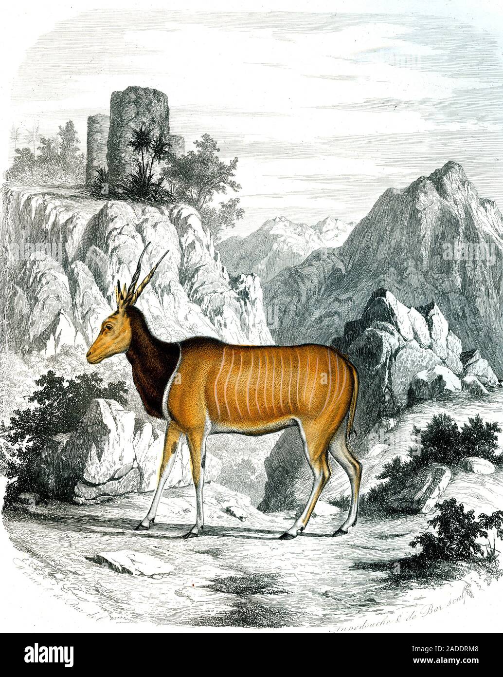 South African antelope, 19th-century illustration. This antelope was ...