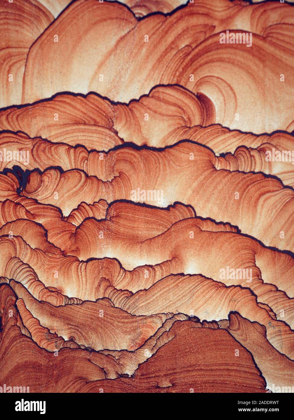 Sedimentary structures in sandstone. Sectioned sample of sandstone rock ...