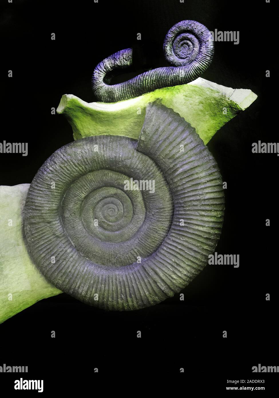 Coiled and heteromorph ammonites. The heteromorph ammonite is in the ...