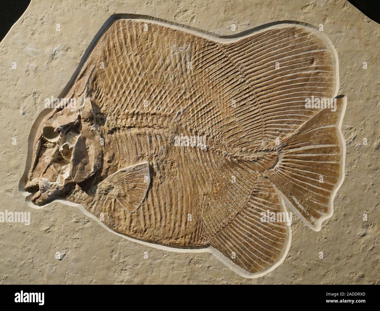 Jurassic fish fossil. This pycnodont fish is classified as Macromesodon ...